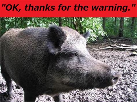 Japanese Cop Tells Wild Boar “ill Shoot Ya” If It Comes Closer Boar