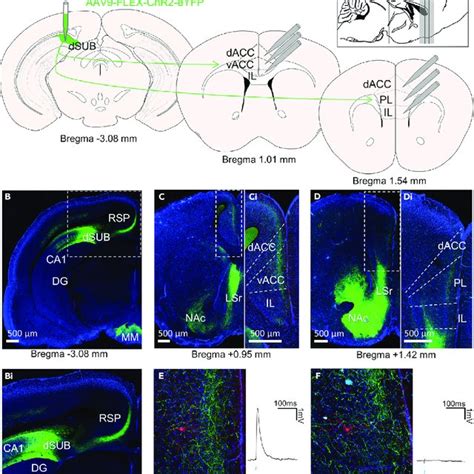 Functional Connectivity Between The Dorsal Subiculum And The Prefrontal