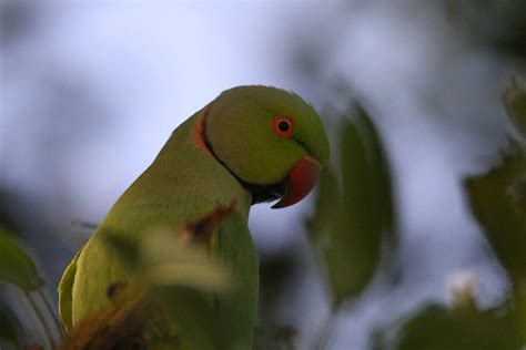 Bird Detection Bird Detection Odtd0 Roboflow Universe