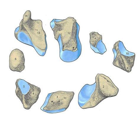 Os Du Carpe De La Main Droite Vue Palmaire éclatée Diagram Quizlet