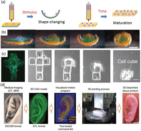 4d Bioprinting For Biomedical Applications A Schematic Of 4d Download Scientific Diagram