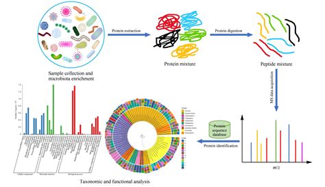 Metaproteomics Analysis Service Mtoz Biolabs