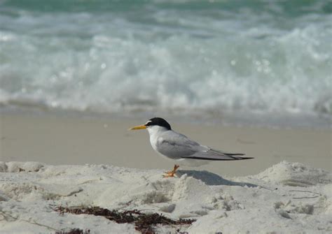 Least Tern Habitat