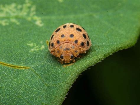 Passing Score What Is A Passing Score Professional Examination