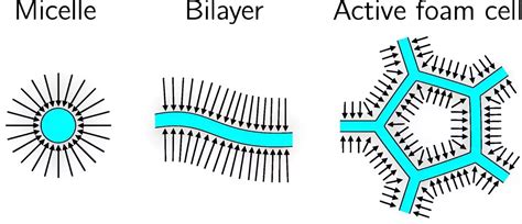 The Intricacies Of Pattern Formation In Biological Physics Central