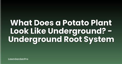 What Does A Potato Plant Look Like Underground Underground Root