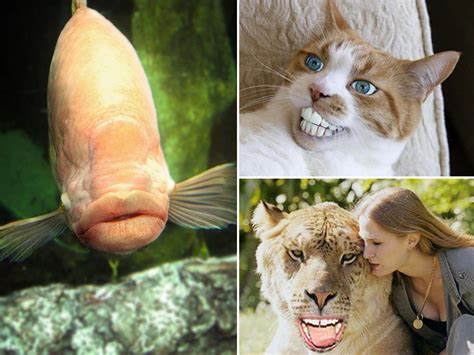 В рот мне...ЗУБЫ? | Пикабу