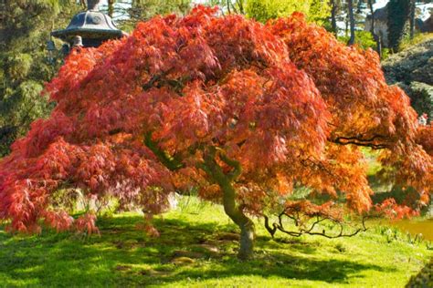 BEST Trees To Grow In Hardiness Zone Guide The Gardening Dad