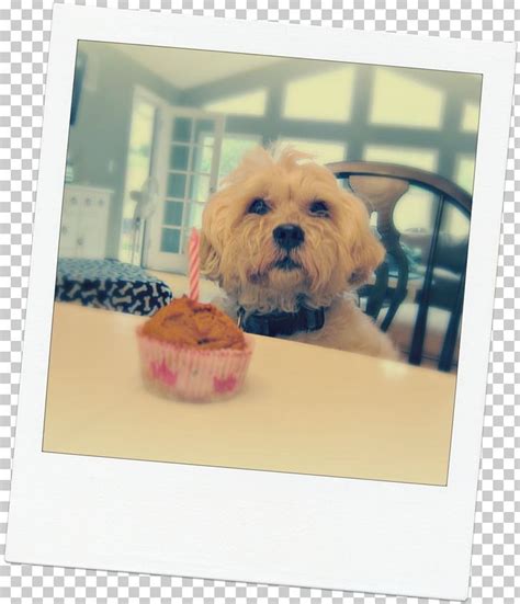 Morkie Norfolk Terrier Cockapoo Lhasa Apso Puppy Png Clipart 7th