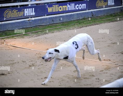 Lemon Pluto On His Way To Winning The William Hill Download The App 480