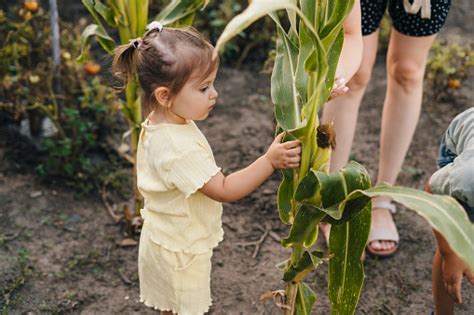 Niño Agricultor Comprobando La Calidad Del Maíz En El Campo De Maíz