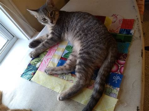 Kat And Cat Quilts Variation On A String Block {jan Feb Cil Block Drive}