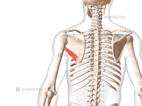 Left Teres Major Biodigital Anatomy
