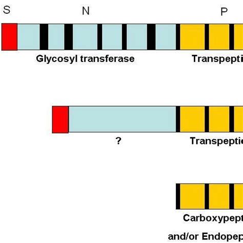 Pbp2a And Pbp2b Structures And Mutant Construction Pbp2a Regions Are