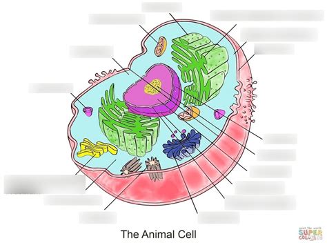 Biology Cell Labeling Diagram Quizlet