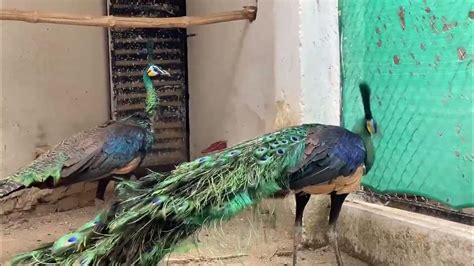 Green Java Peacocks Youtube