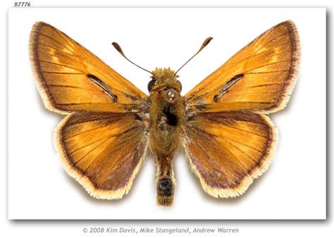 Hesperia Dacotae Pinned Specimens