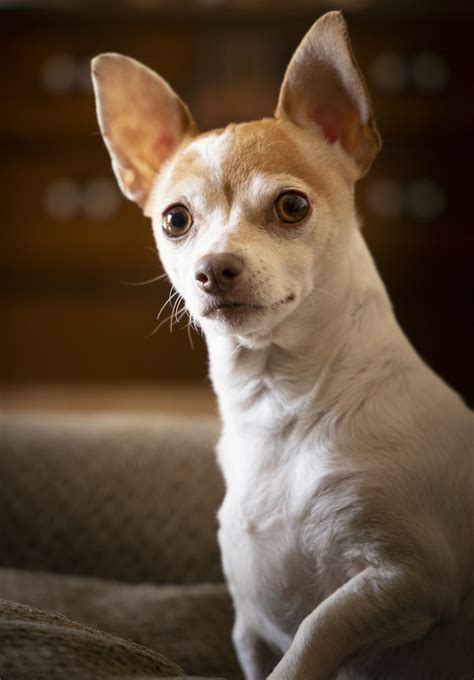 White And Brown Chihuahua Mix