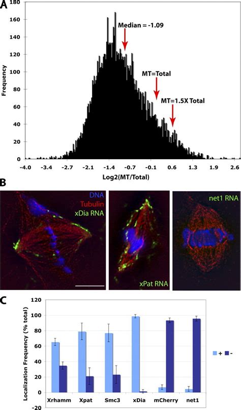 Specific Mrnas Are Enriched On X Laevis Meiotic Microtubules Mrna