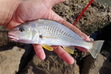 Atlantic Croaker New England Sees Rise In Warm Water Ocean Species