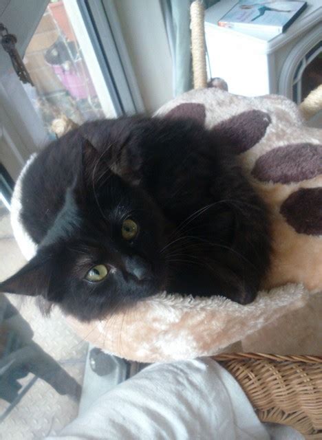 My Weekend The Adventures Of Ruby The Kitten