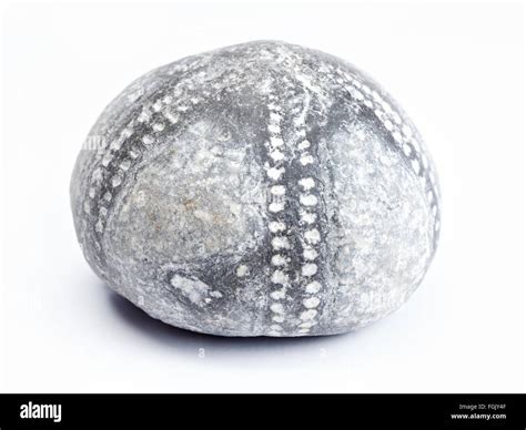 Trace Fossil Hi Res Stock Photography And Images Alamy