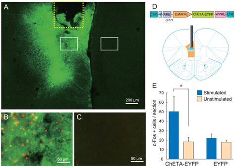 In This Study The MPFC Area Includes Both The Prelimbic Cortex And Download Scientific Diagram
