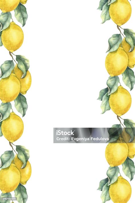 과일 꽃 잎이 있는 레몬 가지 고립 된 손으로 그린 수채화 프레임입니다 열대 감귤류 과일 메뉴 패키지 화장품 섬유 카드 템플릿 감귤류 과일에 대한 스톡 벡터 아트 및 기타