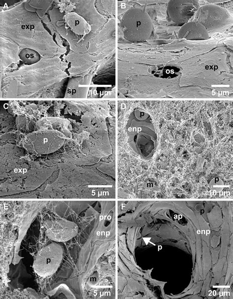 Halichondria Panicea Scanning Electron Microscopy Of Cryofractured