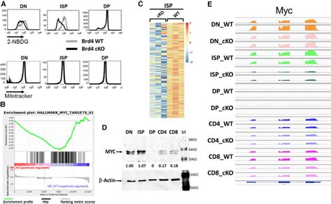 Brd4 Regulates Glycolytic And C Myc Pathways In Isp Thymocytes A Top Download Scientific