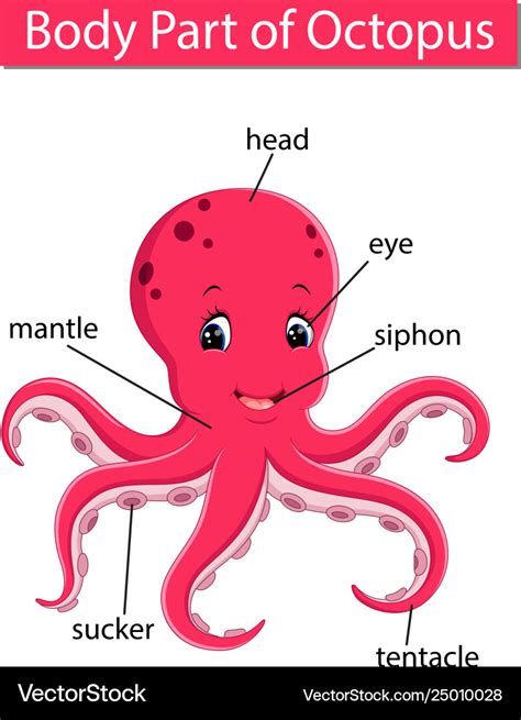 Octopus Anatomy Diagram Royalty Free Vector Vectorstock