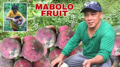 Mabolo Fruit