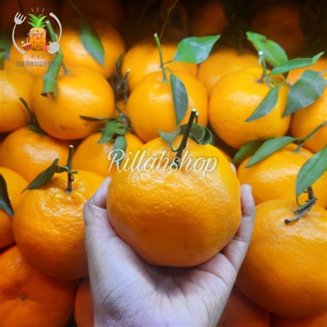 Jual Buah Jeruk Chun Jian Taiwan Manis Jeruk Taiwan Seedless Shopee Indonesia