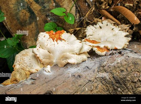 Root Fungus Hi Res Stock Photography And Images Alamy