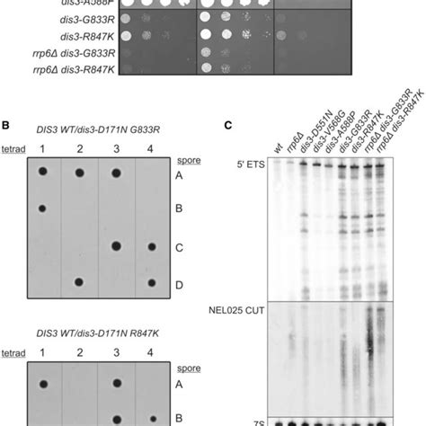 Mutations In Yeast Dis3 In Positions Analogous To Those Found In Mm Download Scientific Diagram