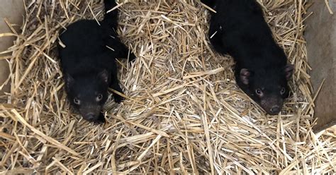 Six Tasmanian Devil Joeys Born In Dubbo Taronga Conservation Society Australia