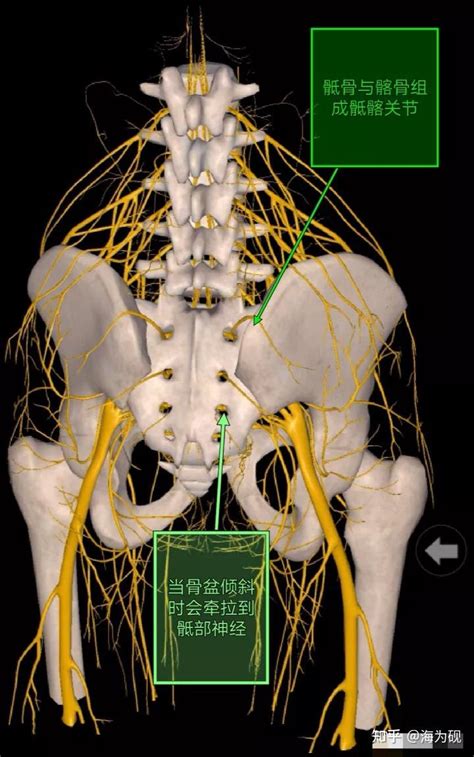 L5s1椎间盘突出位置图 腰椎l5一s1图解 伤感说说吧