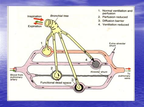 Фізіологія дихальної системи Зовнішнє дихання презентация онлайн