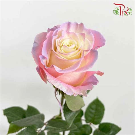 Rose Mondial Dyed Aurora Boreal 8 10 Stems Wholesale Flowers