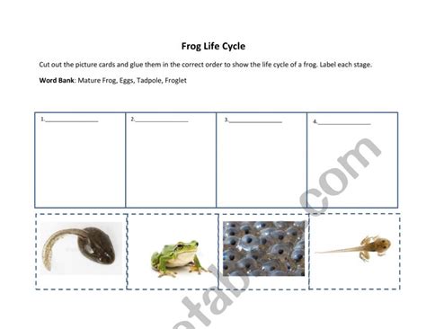 Frog Life Cycle Worksheet Cut And Paste