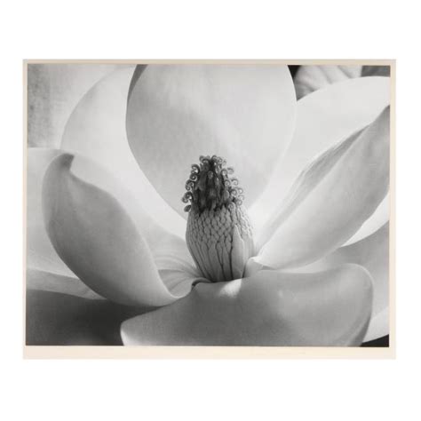 Imogen Cunningham American 1883 1976 Magnolia Blossom Lot 4044 Prints And Photographs