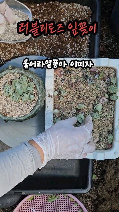 러블리로즈 잎꽂이 합식햇어요 힐링 다육식물 이마자울어라열풍마 Youtube
