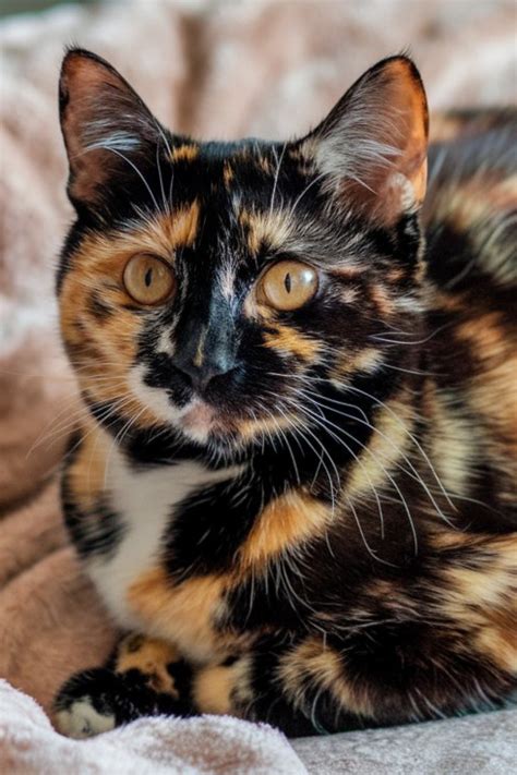 The Beauty Of The Tortoiseshell Cat All About Torties Cat