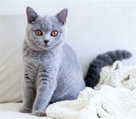 Our British Shorthair Cats Blue Brits Cattery