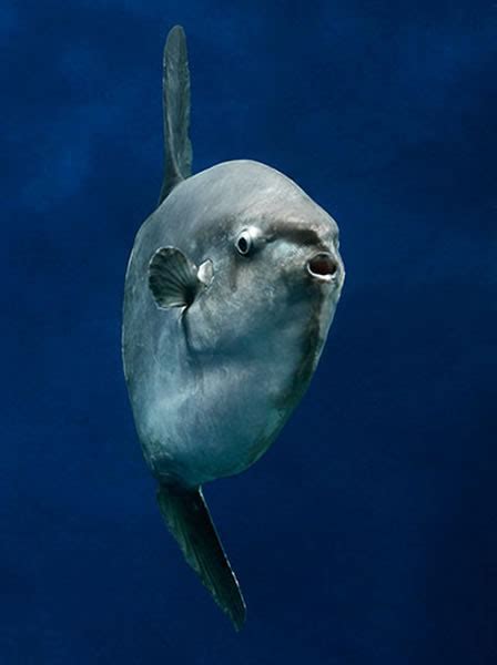 揭秘神秘的翻车鱼 神秘的地球 科学 自然 地理 探索