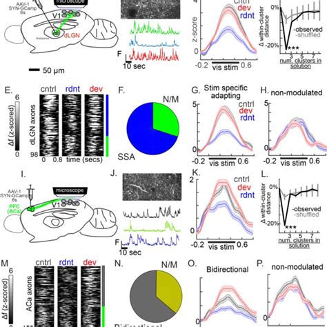Context Processing In Bottom Up And Top Down Inputs To V1 A Schematic Download Scientific