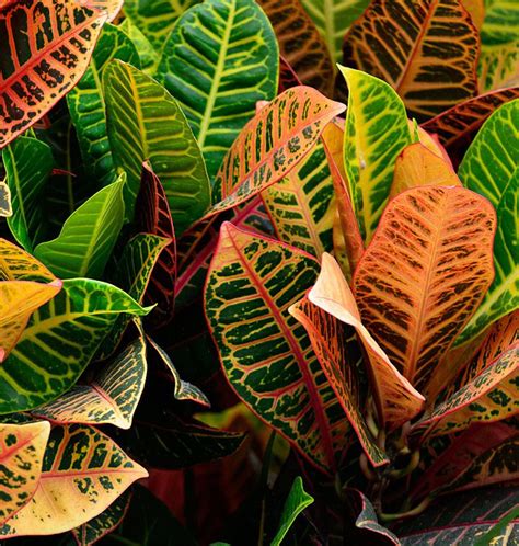 Croton Plants Indoor Decoration Guzmans Garden Centers