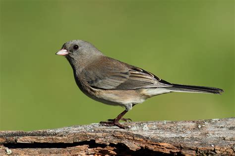 Junco Patens