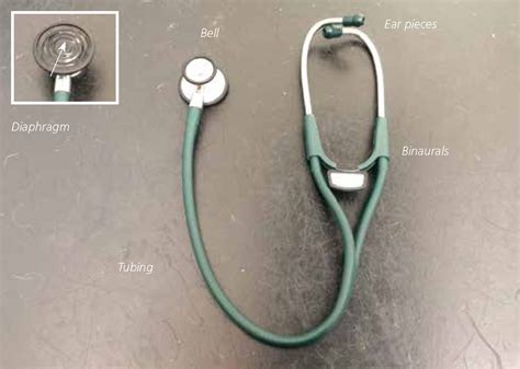 The Veterinary Nurse How To Maximise Your Auscultation Technique