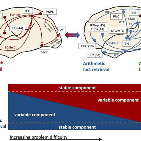 two network framework tnf of numerical cognition a cortical networks